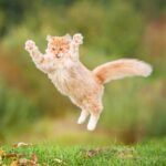 AeroKat Cat Inhaler Chamber - Easy Feline Respiratory Care